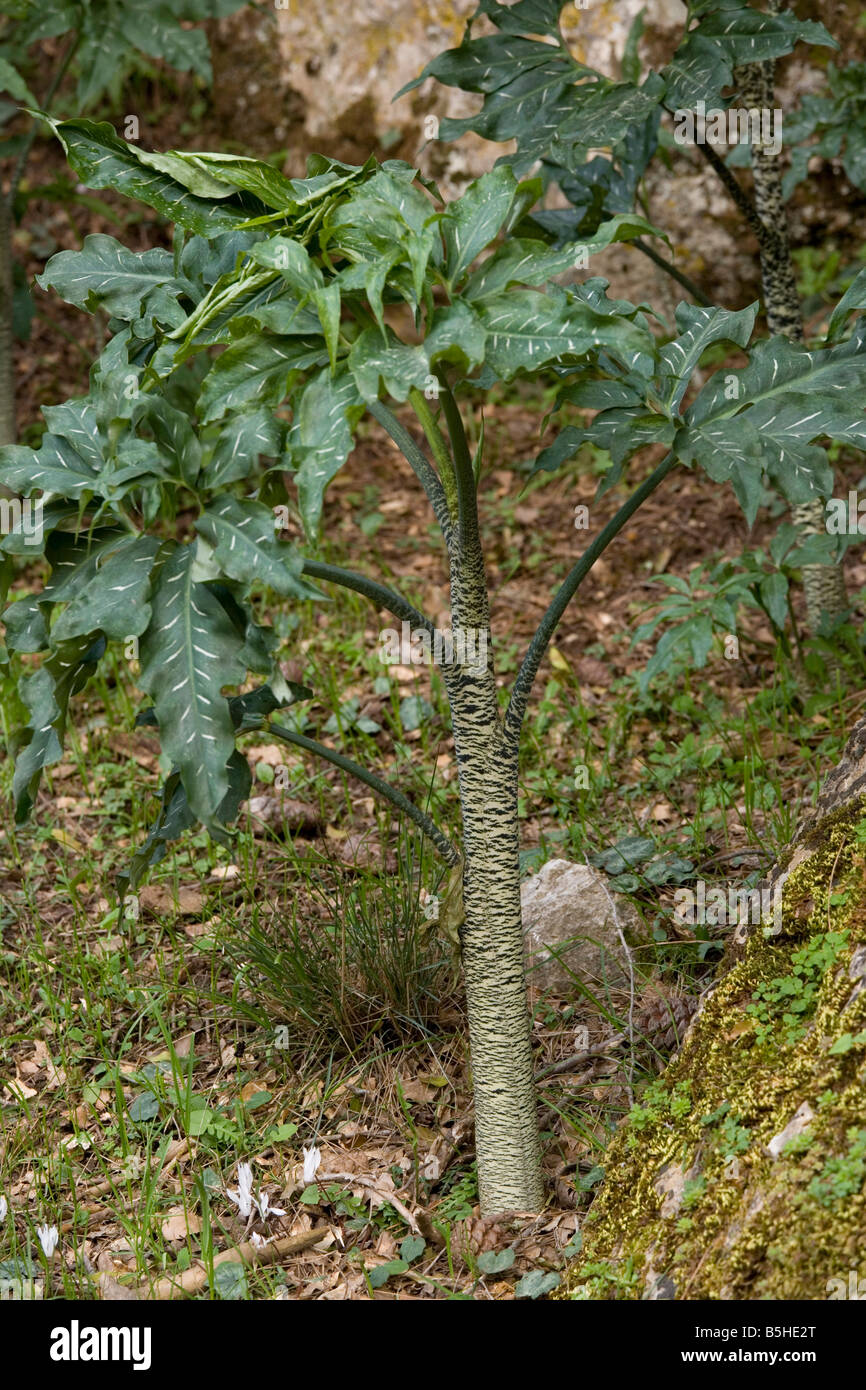 Dracunculus vulgaris hi-res stock photography and images - Alamy