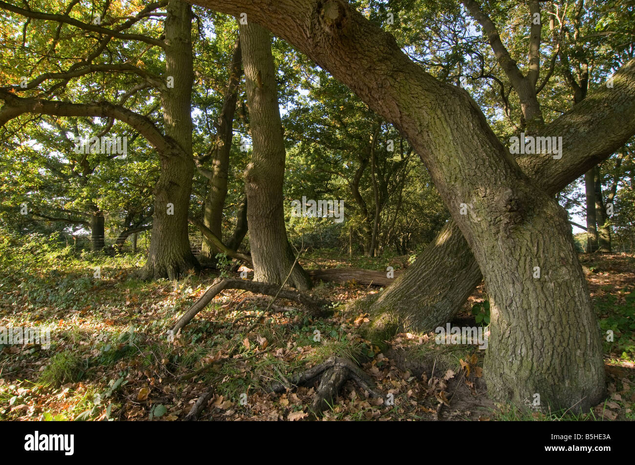 English oak quercus rober trunks Stock Photo - Alamy