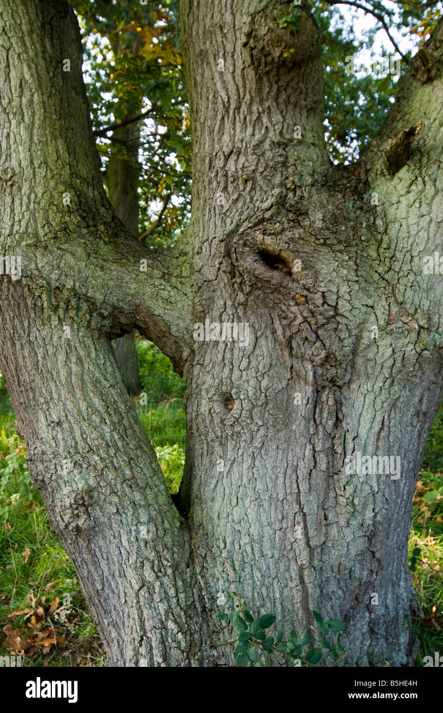 English oak quercus rober trunks Stock Photo - Alamy