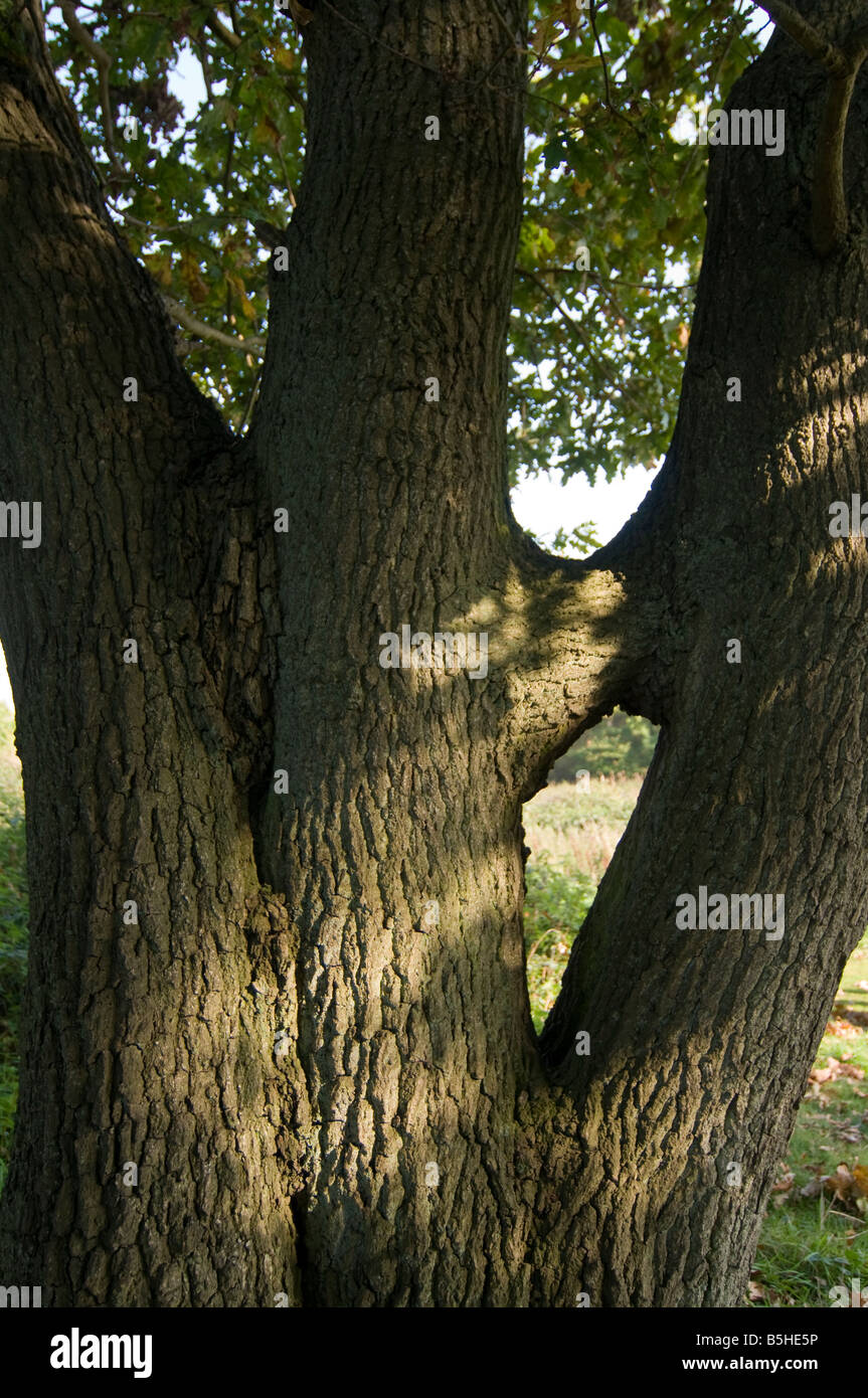 English oak quercus rober trunks Stock Photo - Alamy