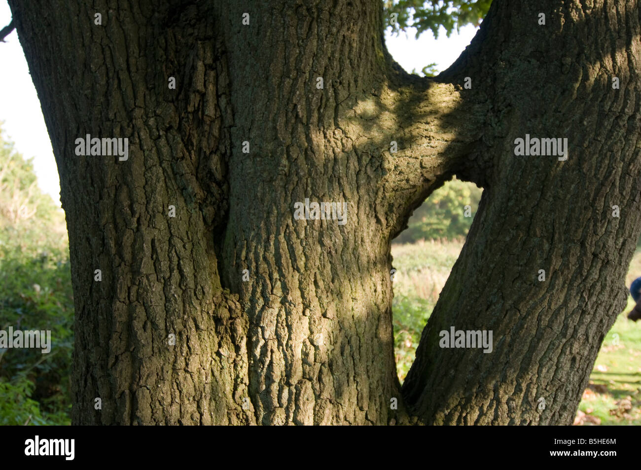 English oak quercus rober trunks Stock Photo - Alamy
