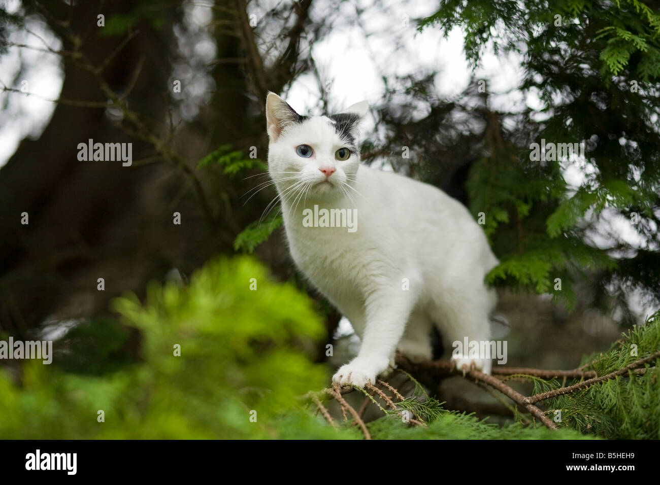 Young black and white cat (Felis catus) climbing up a fir tree Stock ...