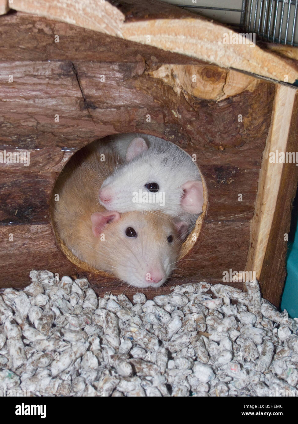 A pair of cute little pet rats (Rattus norvegicus domestica) peeking ...