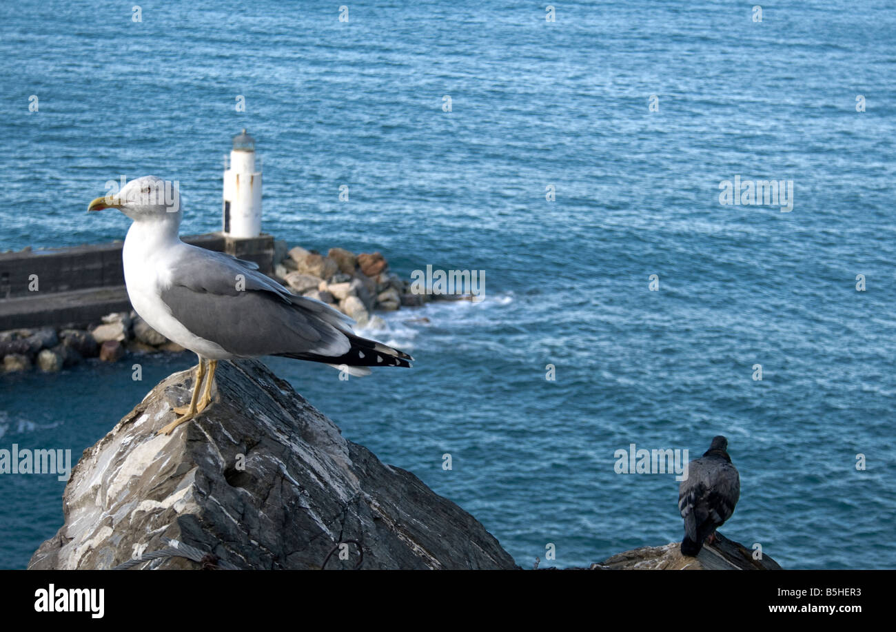 Gull and lighthouse hi-res stock photography and images - Alamy