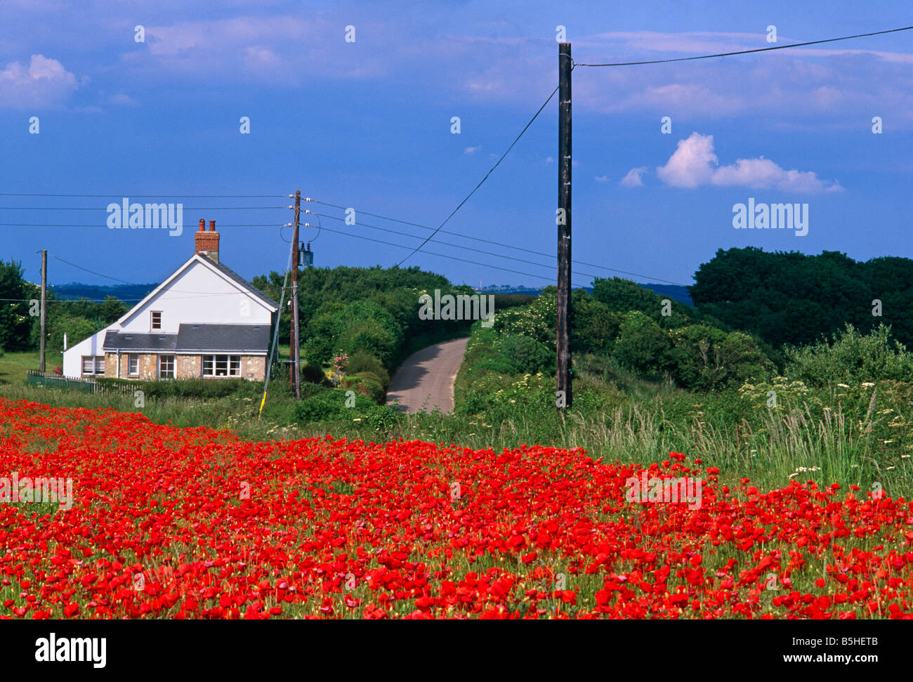 Poppy field, cottage & lane Stock Photo - Alamy