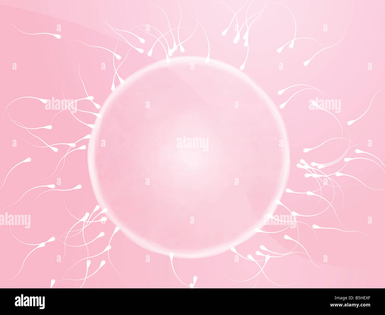 Human sperm fertilizing egg hi-res stock photography and images - Alamy