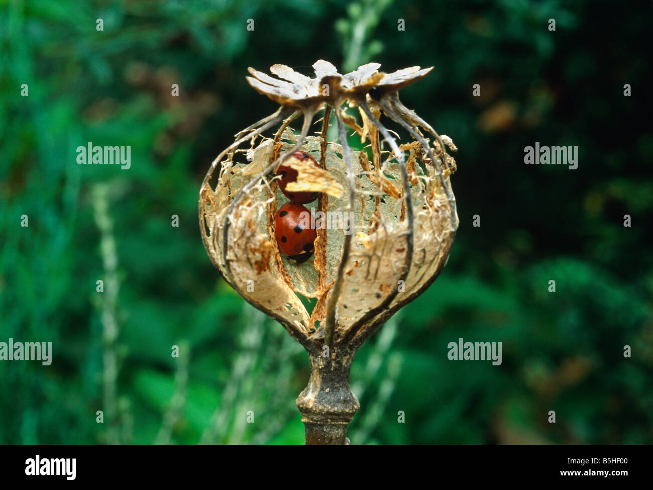 Ladybirds hibernation hi-res stock photography and images - Alamy