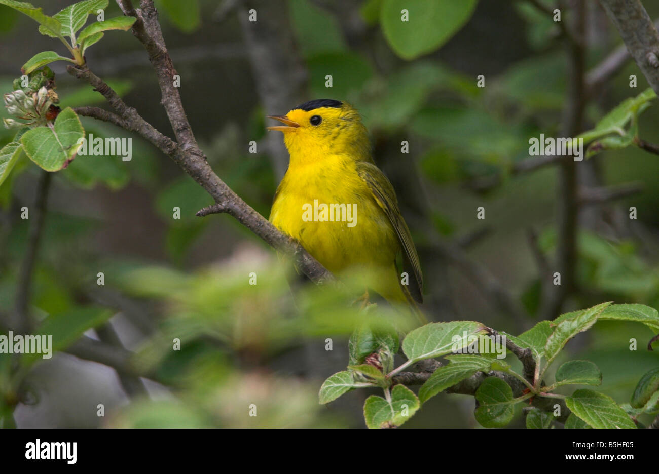 Wilsons warbler wilsonia pusilla hi-res stock photography and images ...