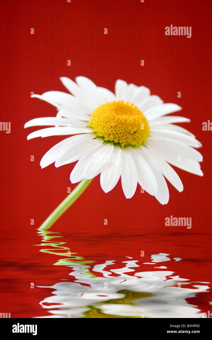 flower, Maghera, red Stock Photo - Alamy