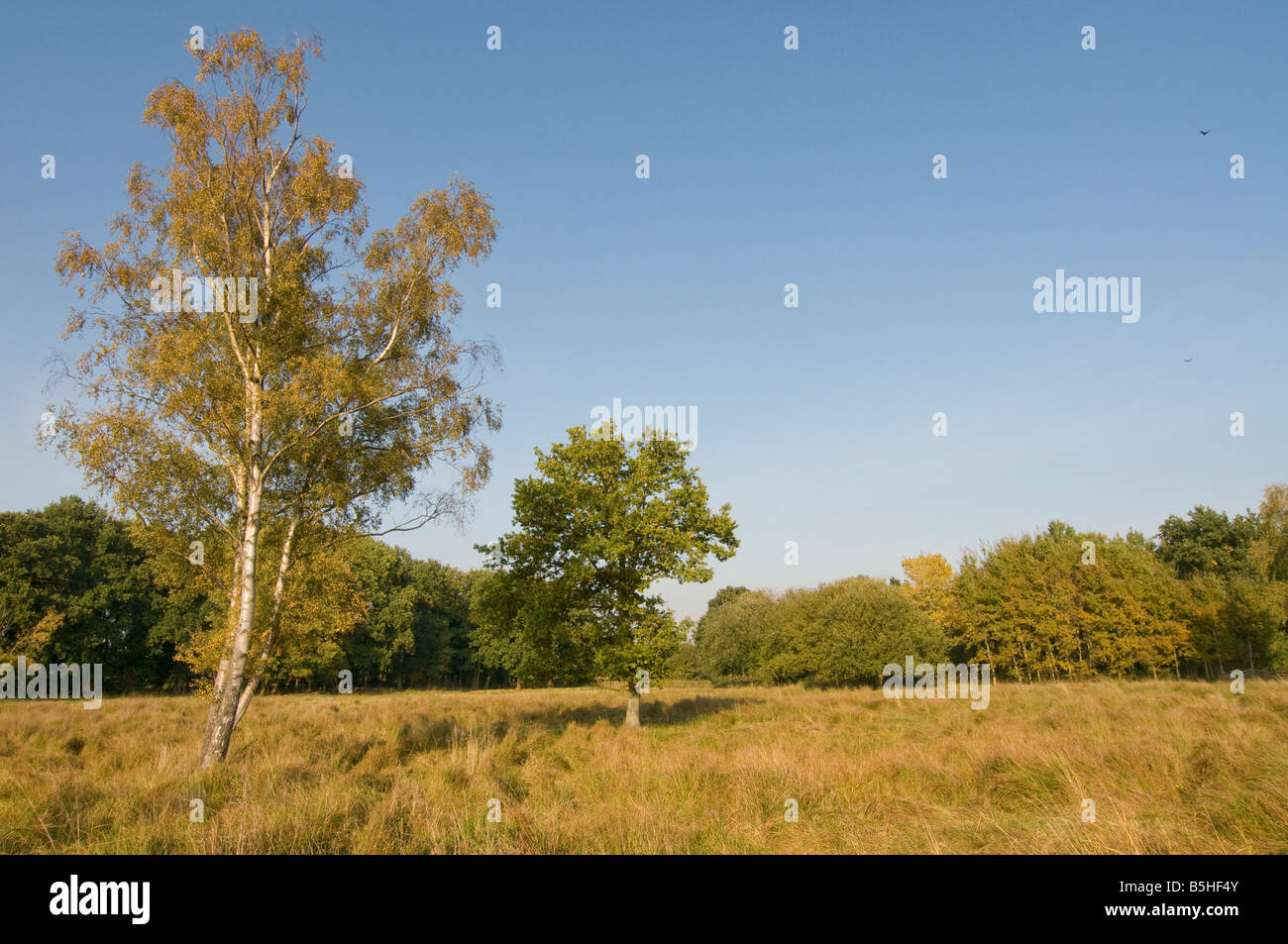 Silver birch betula pendula and English oak tree quercus rober on ...