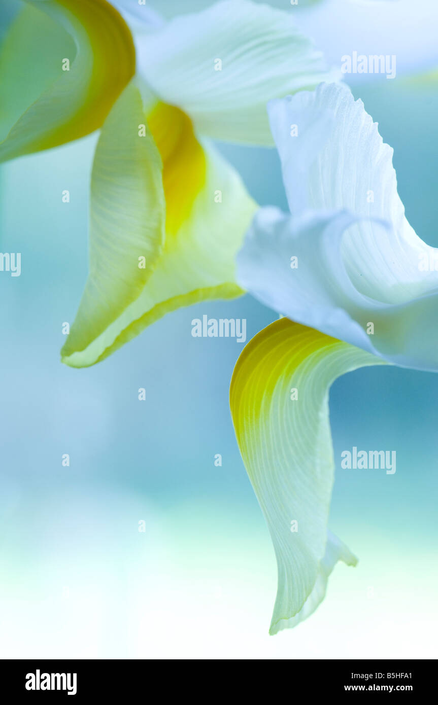Iris abstract blue hi-res stock photography and images - Alamy