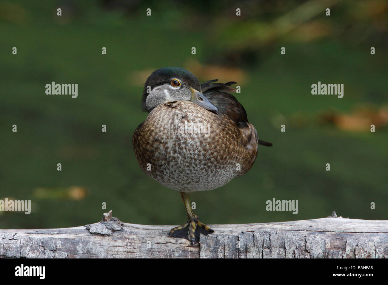 Wood Duck Aix sponsa female perched on a log by river at Reifel ...