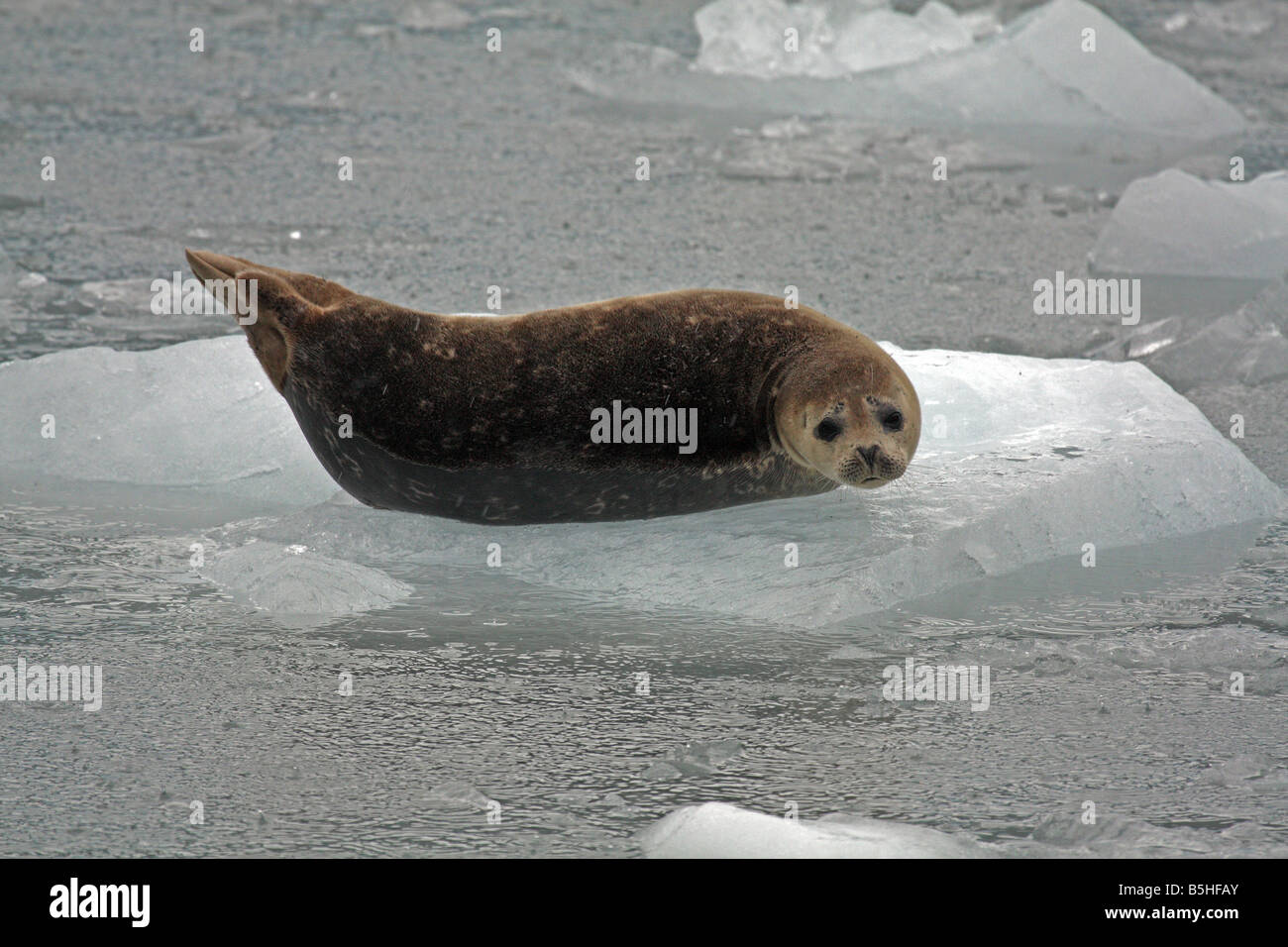 Seal arctic alaska hi-res stock photography and images - Alamy