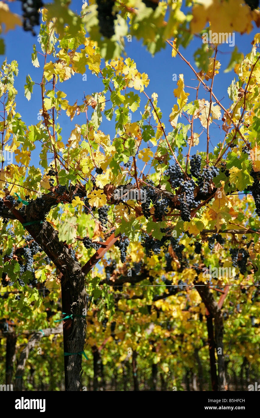 Red grape harvest california hi-res stock photography and images - Alamy