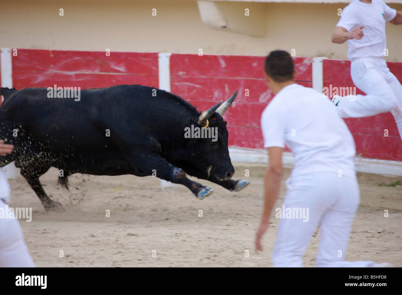 one single bull at a fight with matador in the arena of Saintes Maries ...