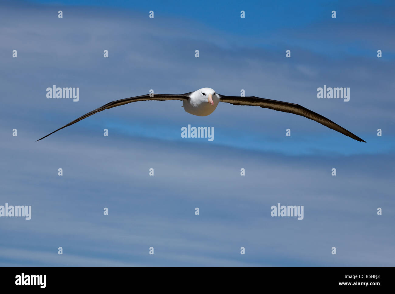 Black-browed Albatross in flight Stock Photo - Alamy