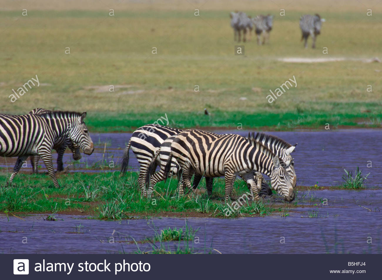 Zebra Mating High Resolution Stock Photography and Images - Alamy