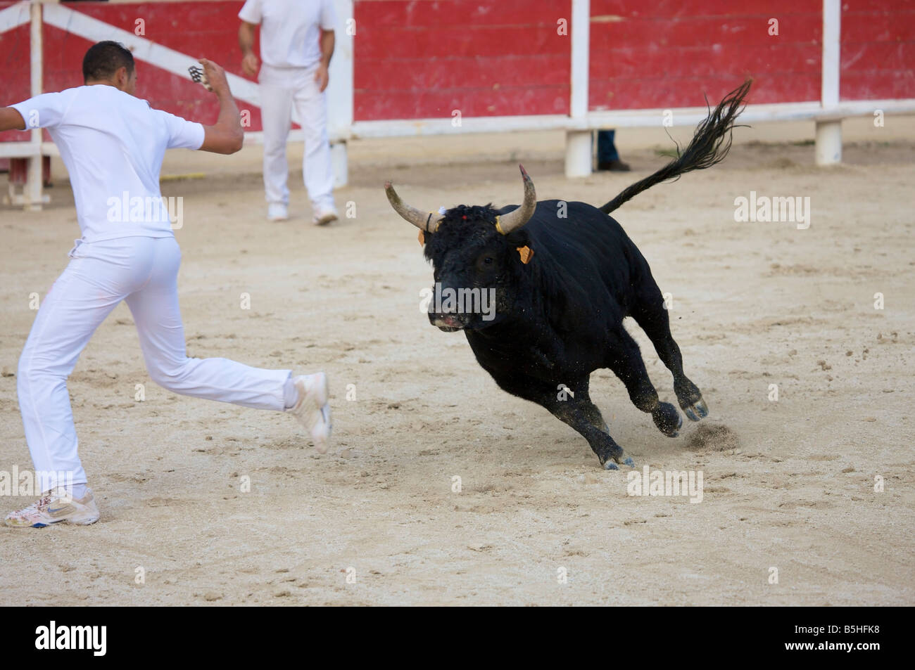 one single bull at a fight with matador in the arena of Saintes Maries ...