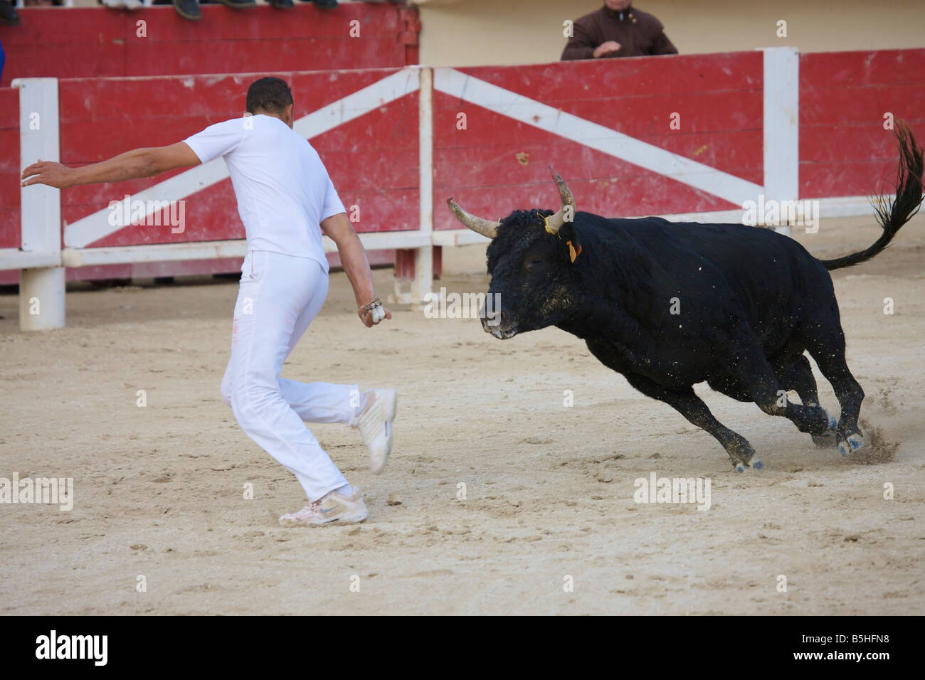 one single bull at a fight with matador in the arena of Saintes Maries ...