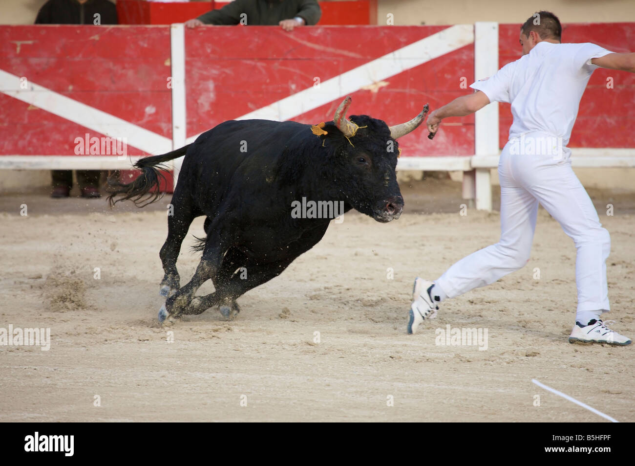 one single bull at a fight with matador in the arena of Saintes Maries ...