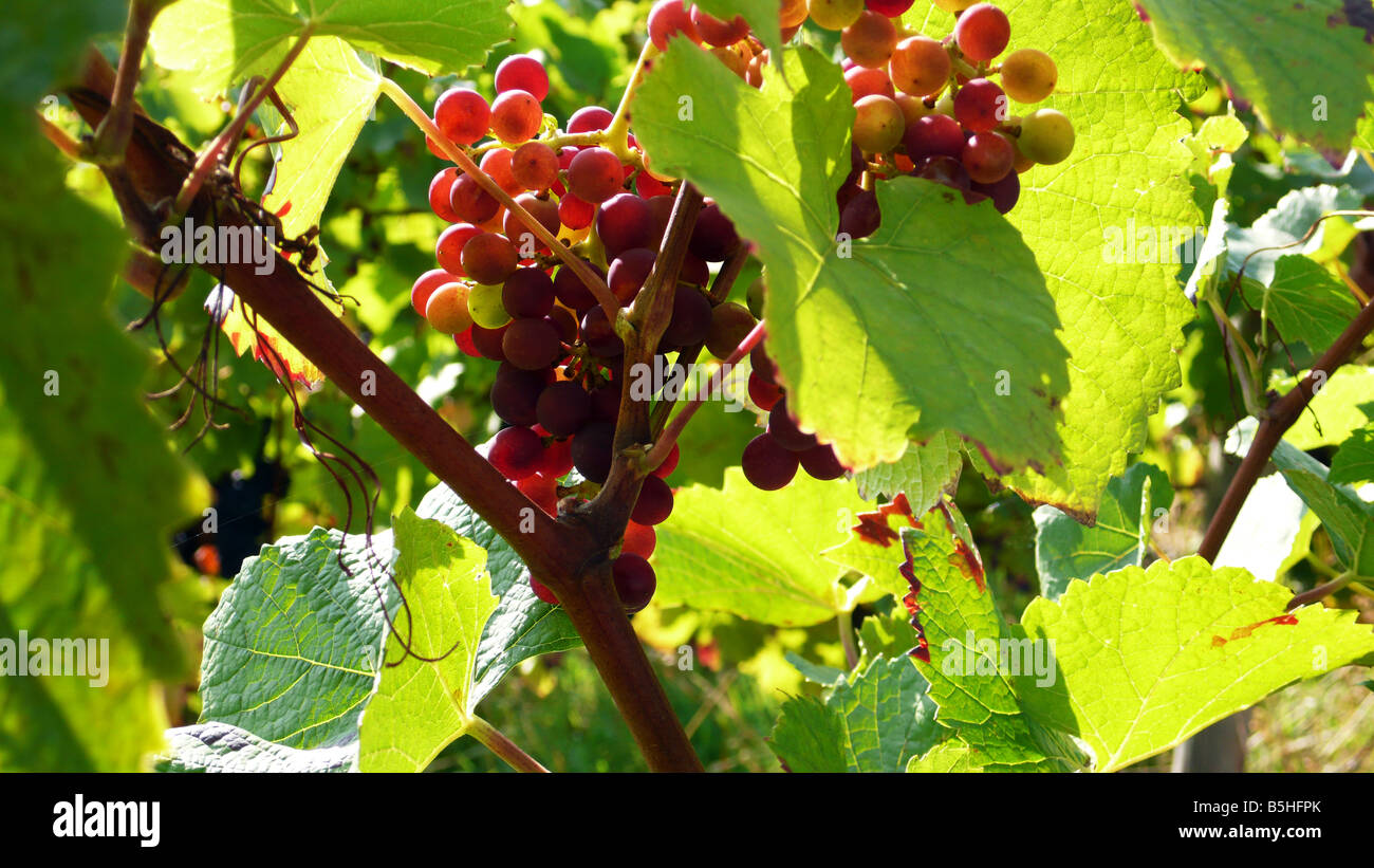 Red grape vines Stock Photo - Alamy