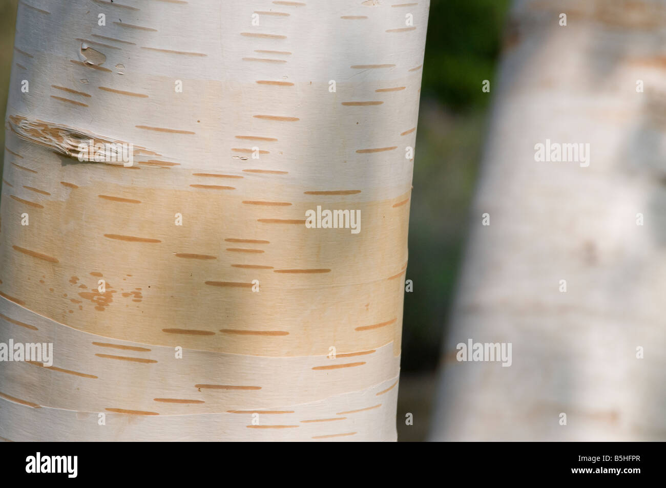 Betula jacquemontii birch hi-res stock photography and images - Alamy