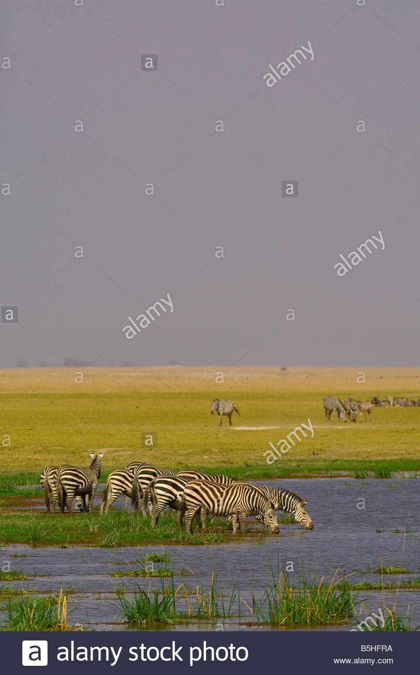 Zebra Mating High Resolution Stock Photography and Images - Alamy