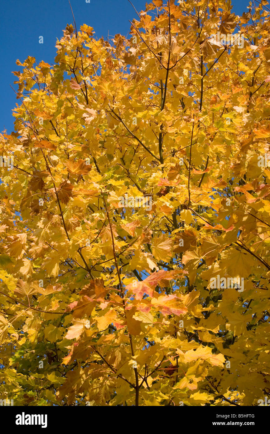 A Sycamore tree in the bright yellow colours of Autumn Stock Photo - Alamy