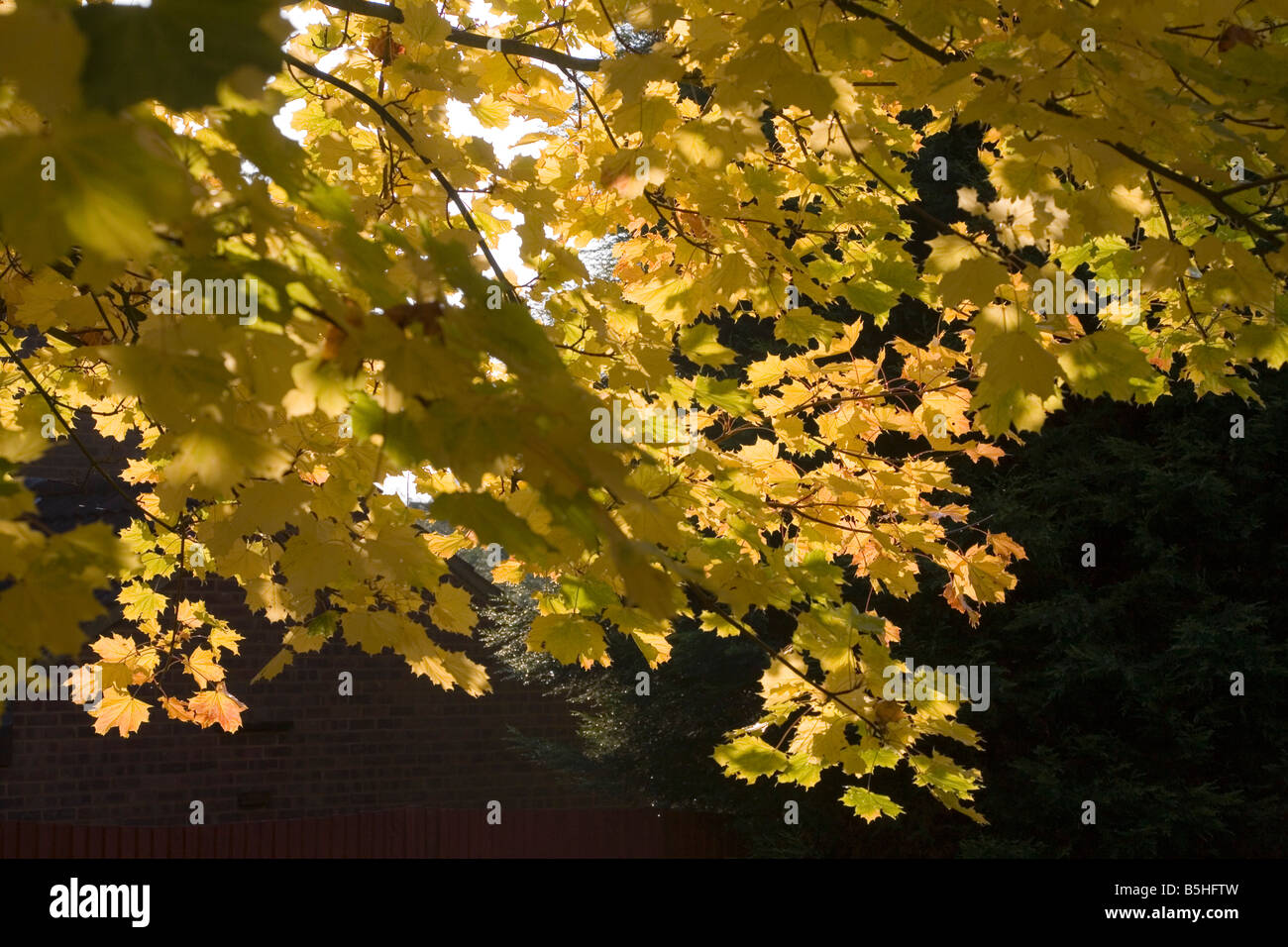 Sycamore leaves backlit hi-res stock photography and images - Alamy