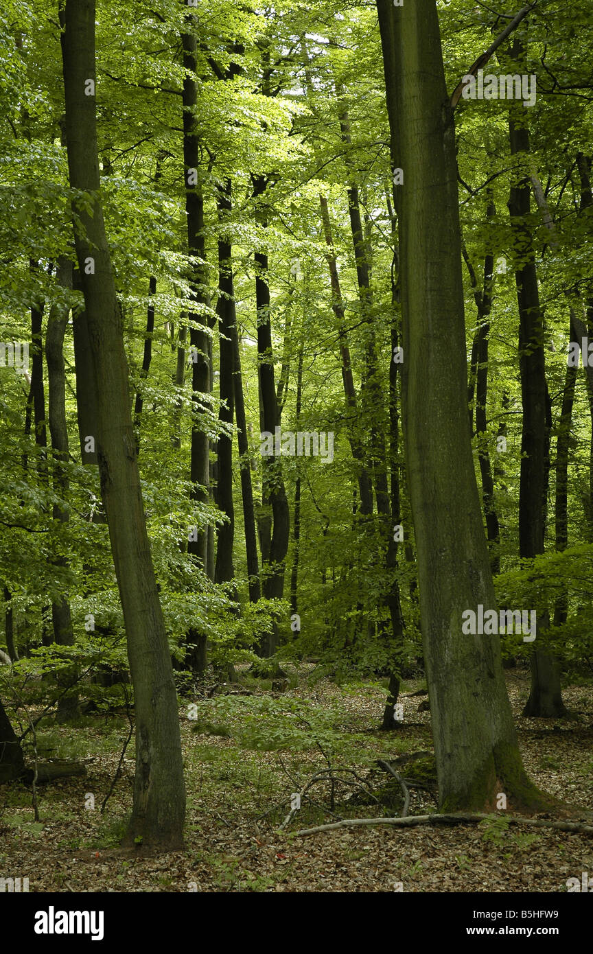 french oak and beeches forest trees Stock Photo - Alamy