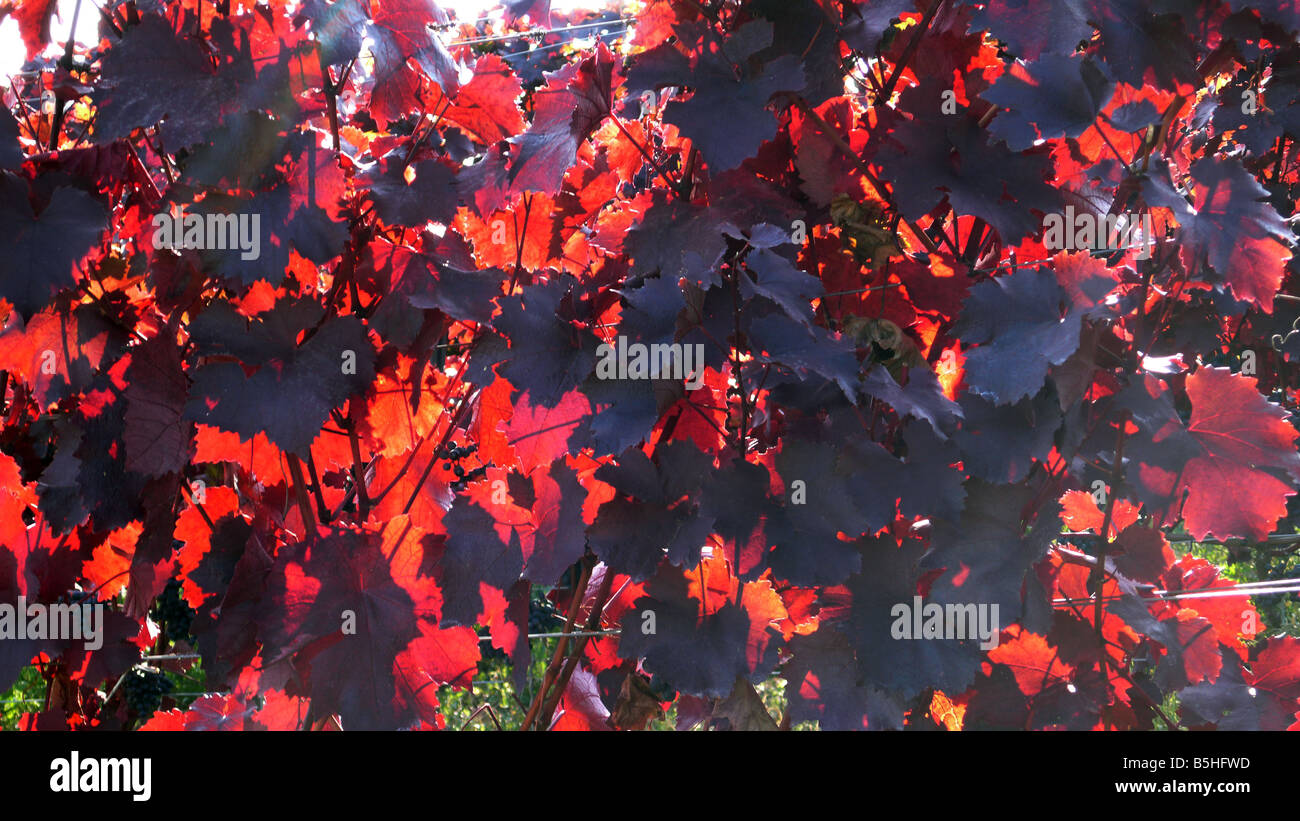 Red grape vines Stock Photo - Alamy