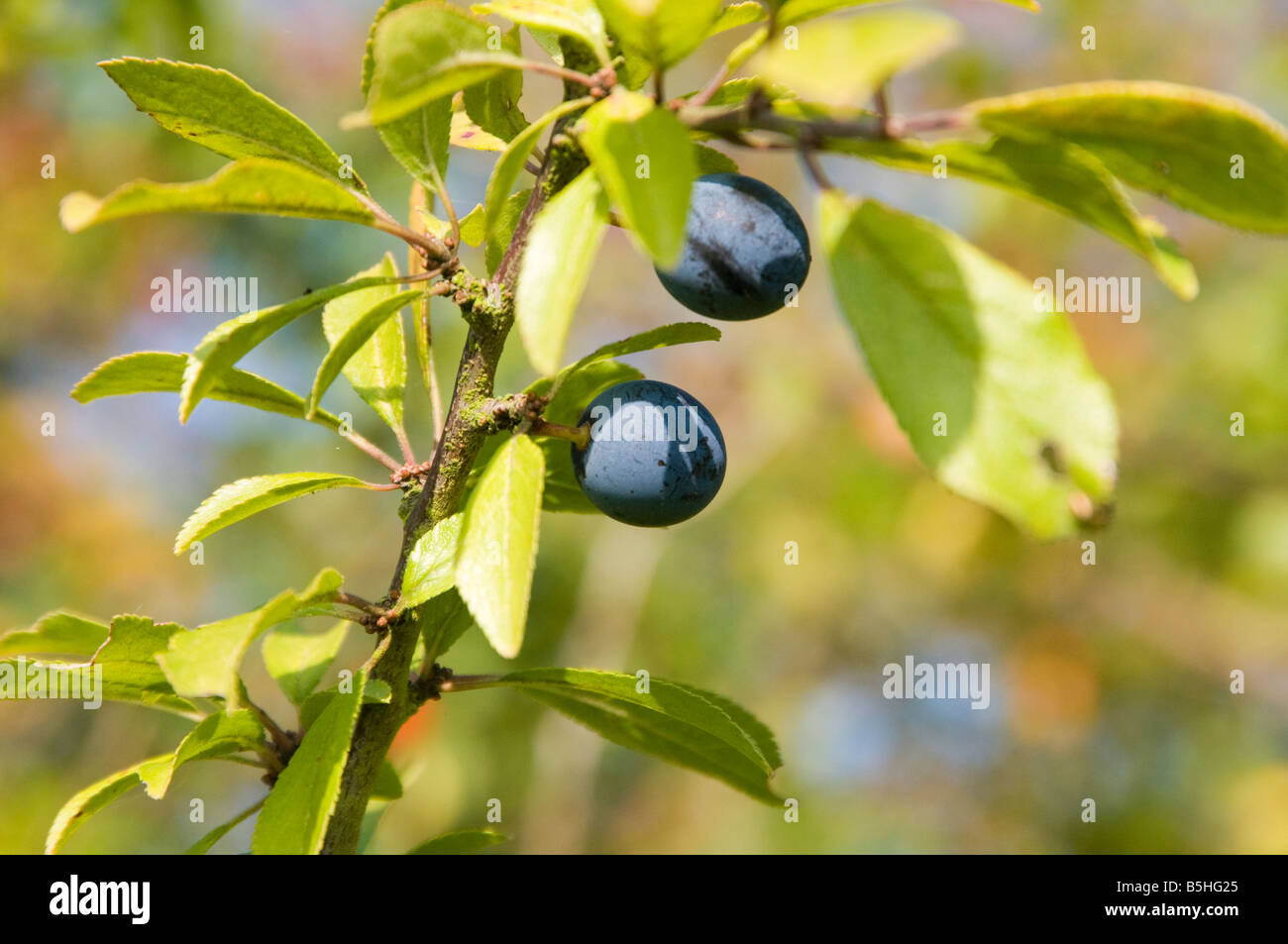 Sloe berries on blackthorn tree Prunus spinosa Stock Photo - Alamy