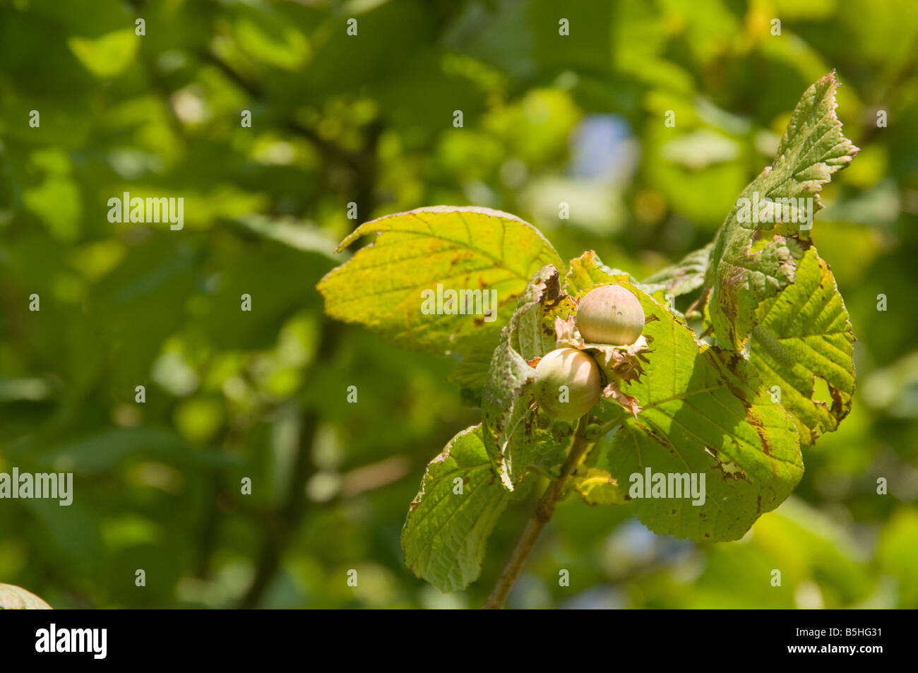 Hazel tree hi-res stock photography and images - Alamy