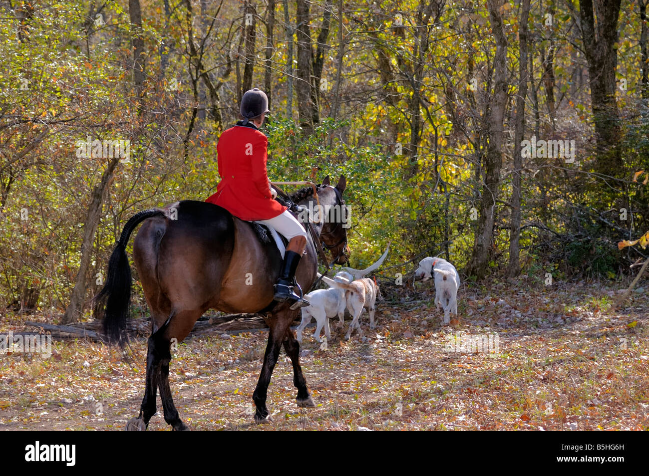 Fox hunting hi-res stock photography and images - Alamy