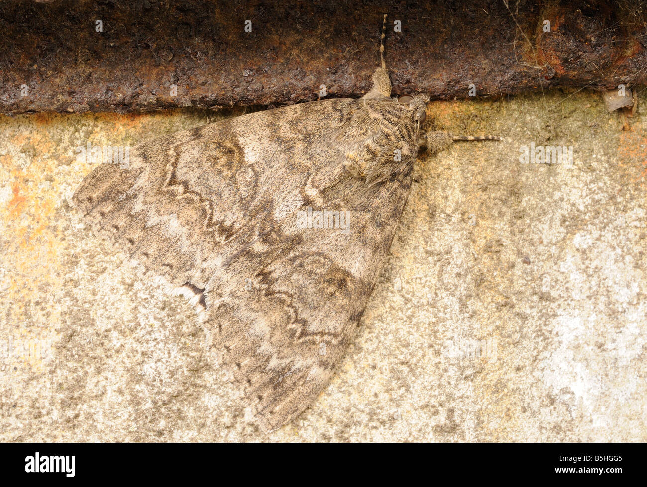 Red Underwing moth at rest Stock Photo - Alamy