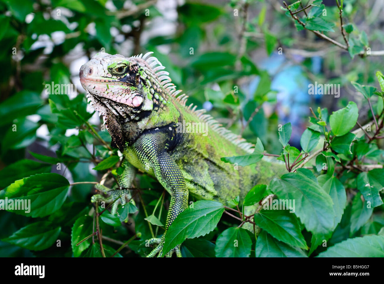 ST JOHN, US Virgin Islands — A green iguana (Iguana iguana) perched in ...