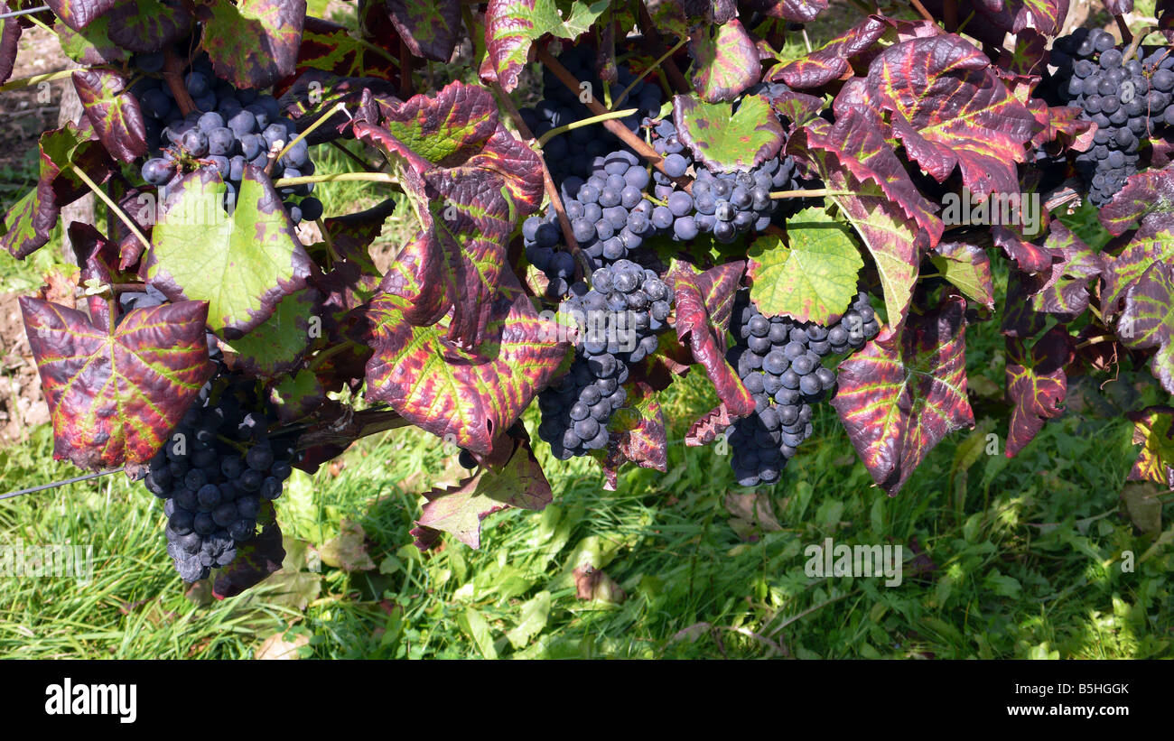 Red grape vines Stock Photo - Alamy