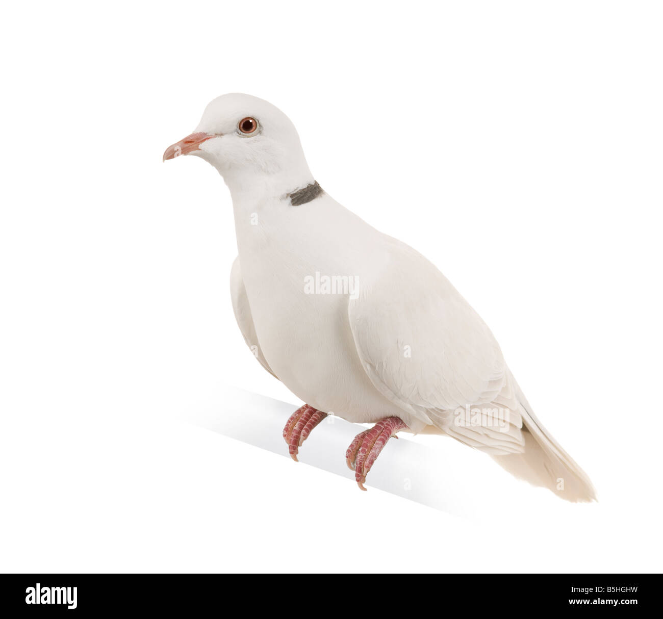 Dove Stock Photos & Dove Stock Images - Alamy