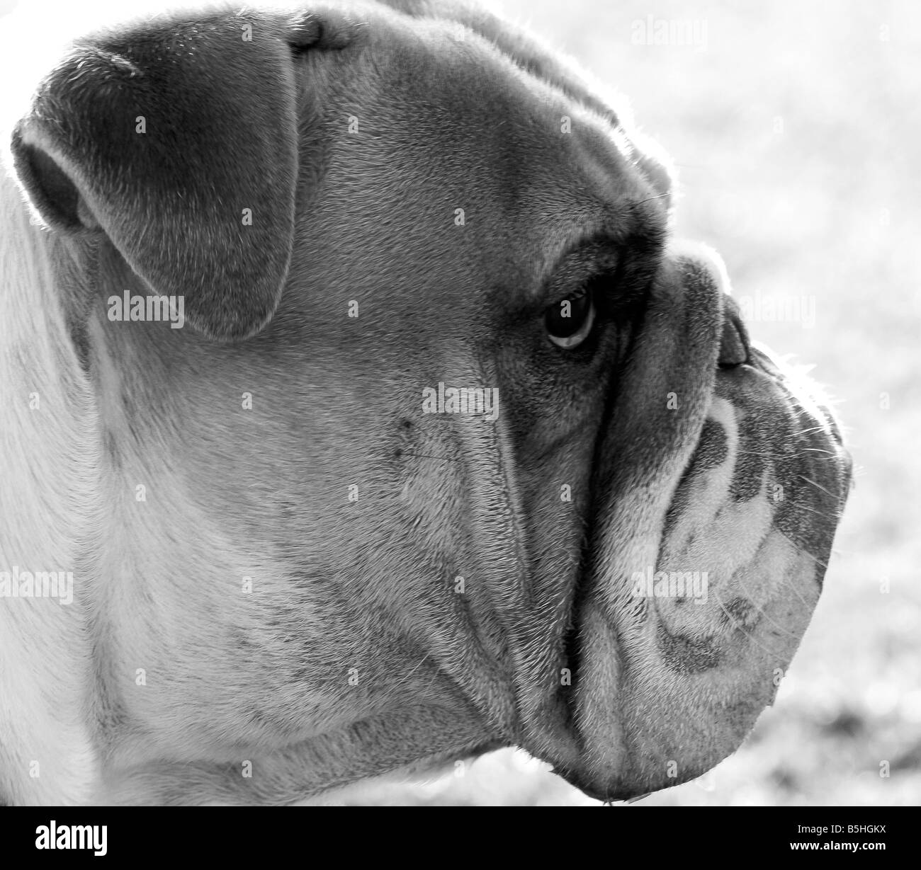 Aggressive bulldog hi-res stock photography and images - Alamy