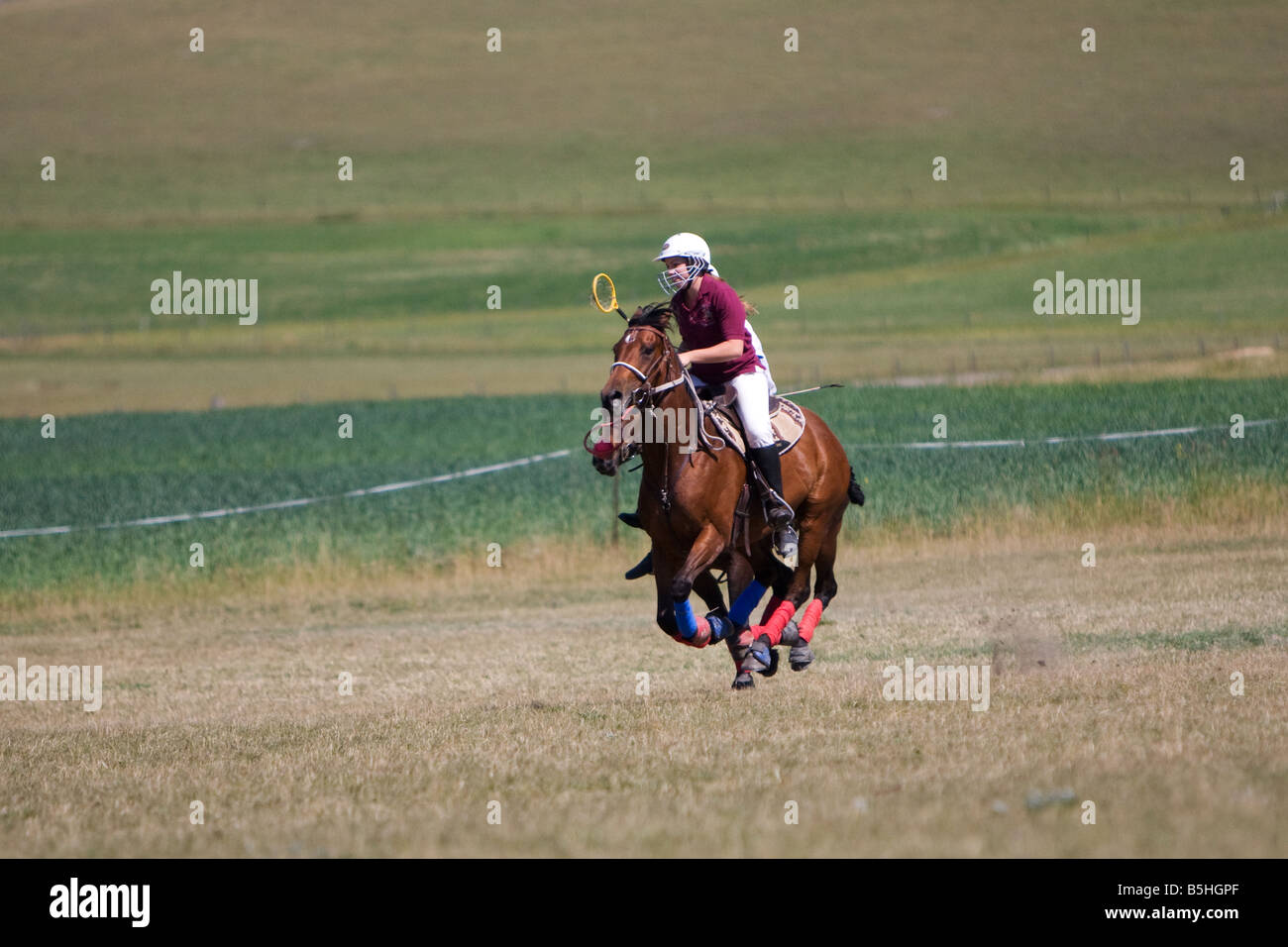 Two riders battle for the ball during a polocrosse match on horseback ...