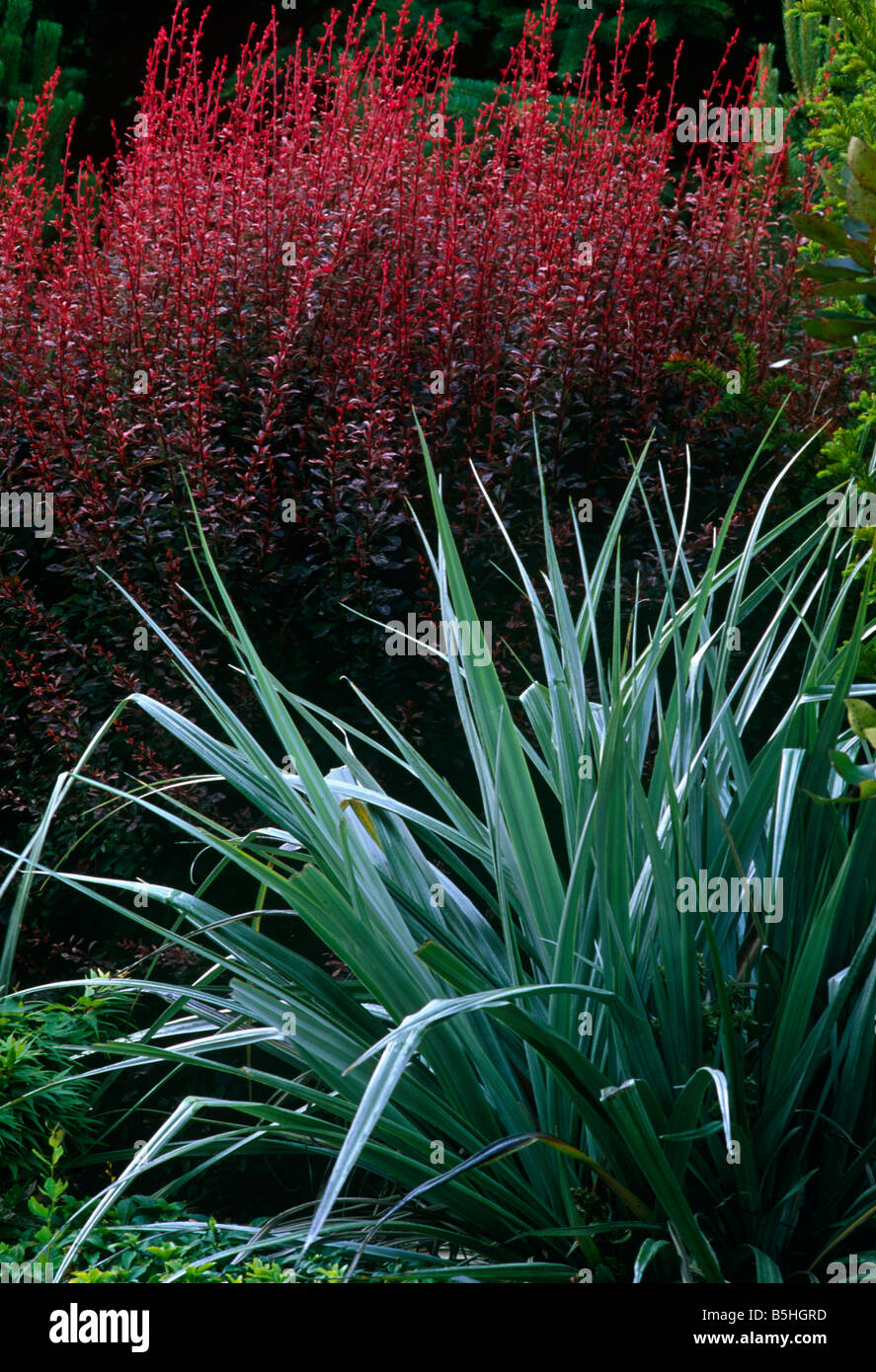 Astelia hi-res stock photography and images - Alamy