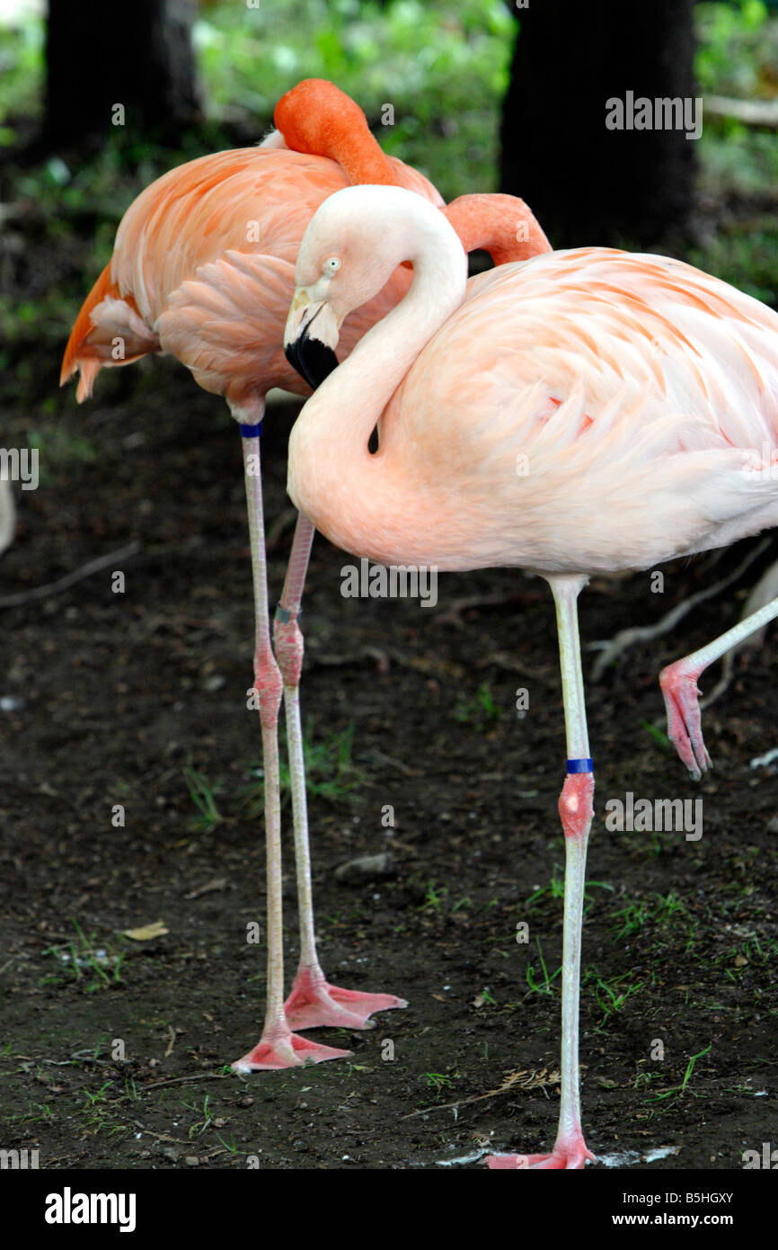 Flamingos in Asahiyama Zoo Hokkaido Japan Stock Photo - Alamy
