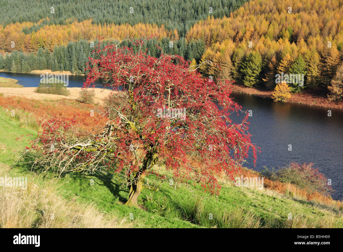 Hawthorn Tree in berries Llyn Brianne Carmarthenshire Wales Stock Photo ...