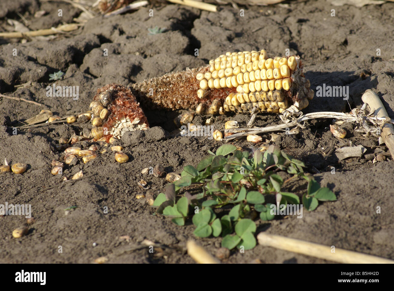 An ear of corn has weathered over the winter and lays next to clover in ...