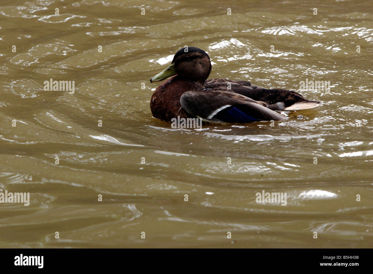 Duck in Asahiyama Zoo Hokkaido Japan Stock Photo - Alamy