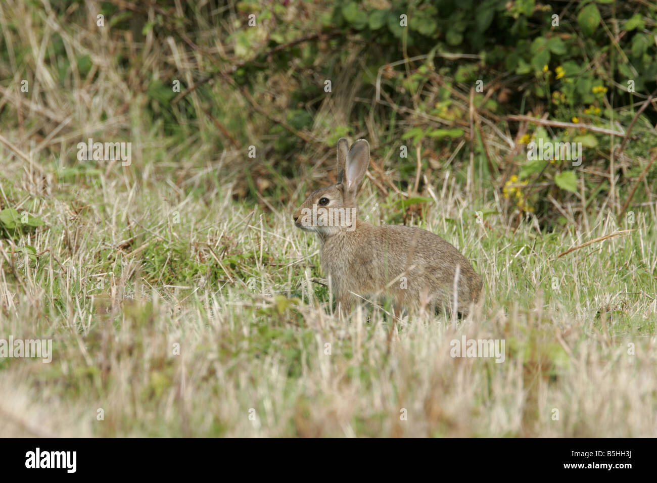 European Rabbit Oryctolagus cuniculus single adult sitting in grass ...