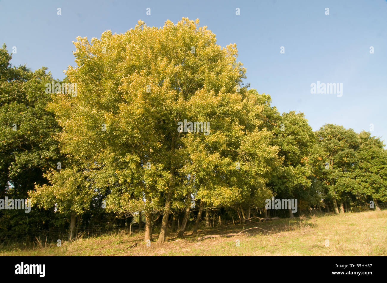 Populus tremula hi-res stock photography and images - Alamy