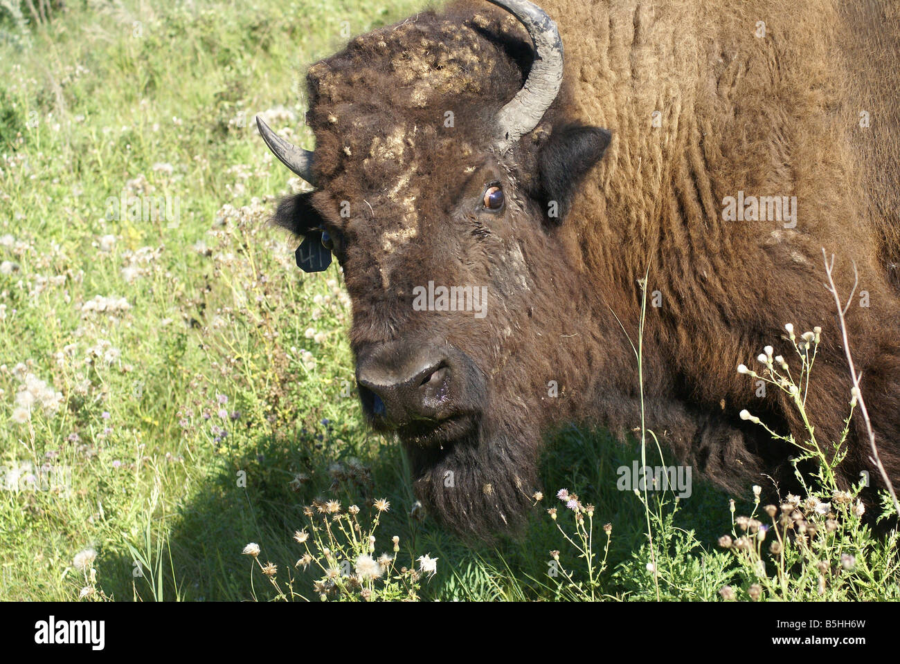 An American Bison cow watches carefully in the pasture at the National ...
