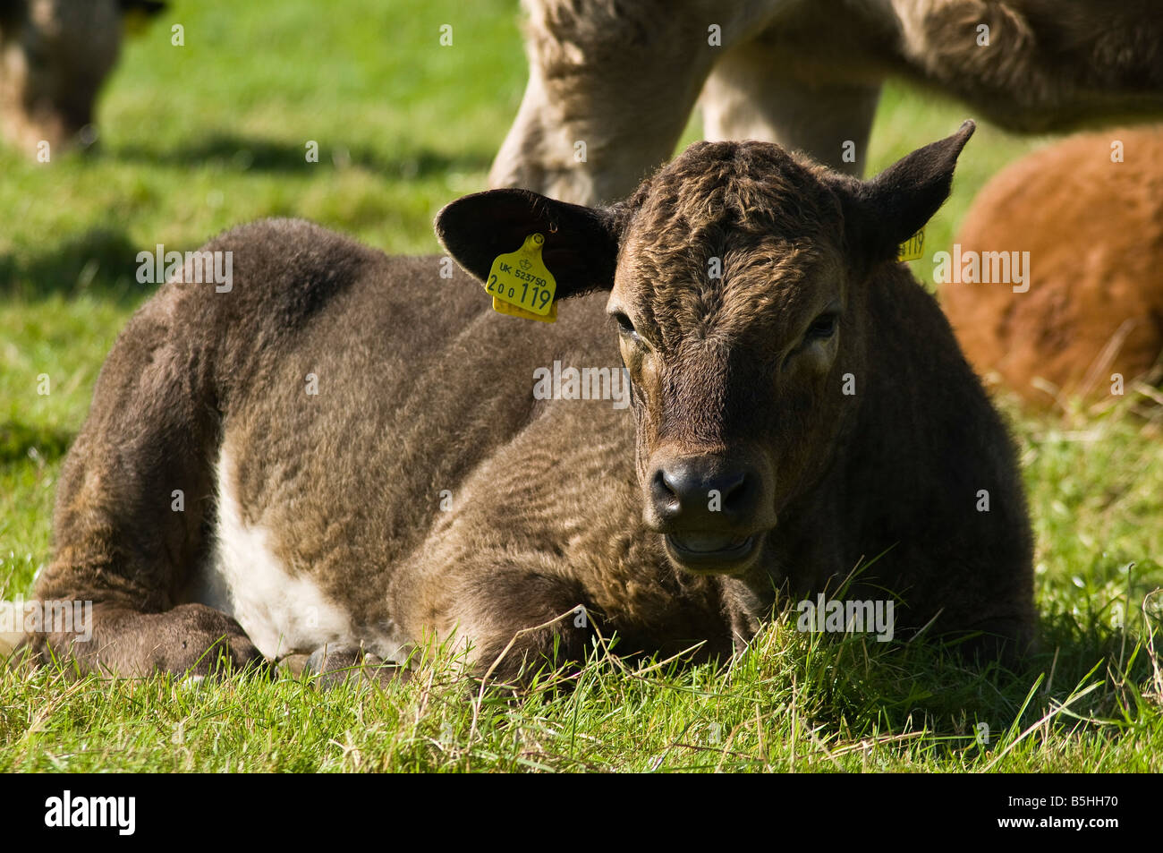 Cow sitting down hi-res stock photography and images - Alamy
