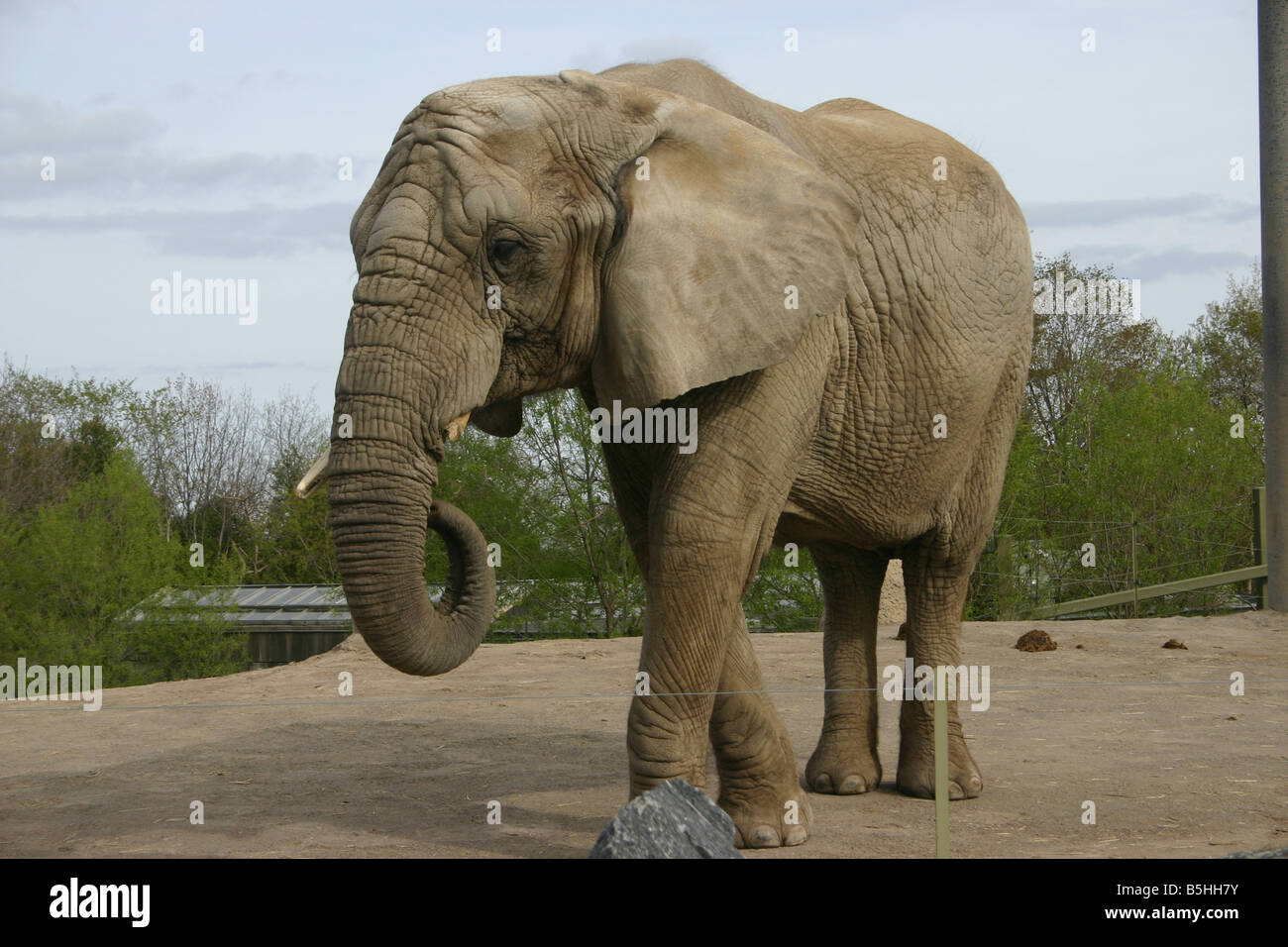 A female African elephant with a broken tusk watches the photographer ...